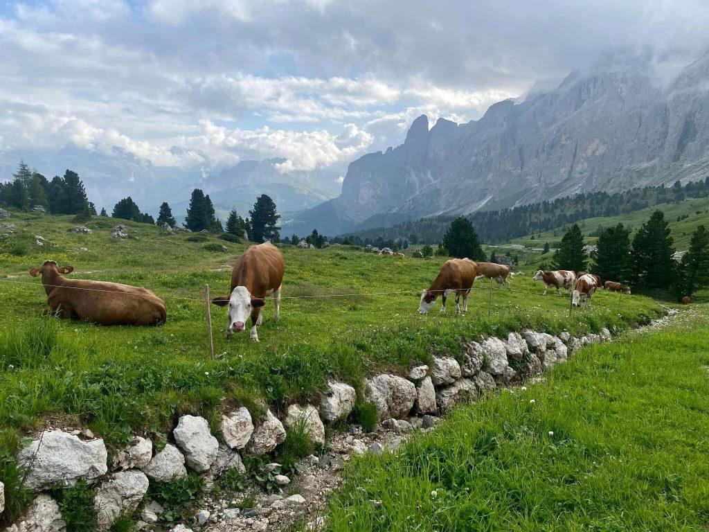קאנזיי - Canazei עיירה בצפון איטליה (מעבר ההרים סלה) + אתרי סקי